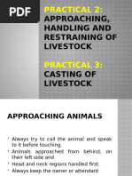 Livestock Handling and Restraint Techniques | PDF | Calf | Cattle