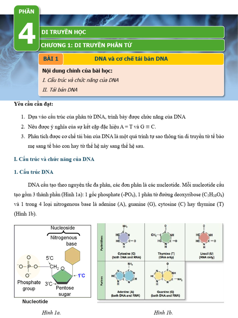 Bài 1 - DNA Và Cơ Chế Tái Bản DNA | PDF