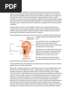 Anatomia de Oido Completa | PDF | Oído | Escuchando