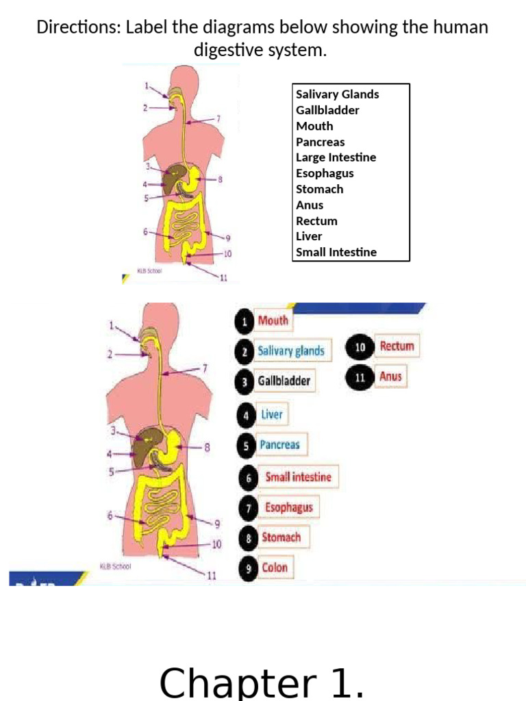 Lesson 1 Grade 8 (Digestive System) 2 | PDF | Digestion | Stomach