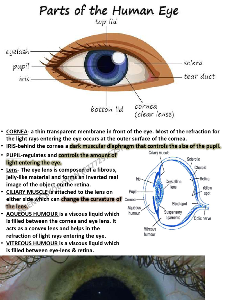 HUMAN EYE. Science Evolution | PDF | Eye | Human Eye