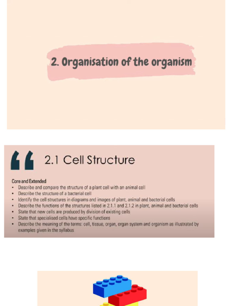 Organization of Organisms Slides or Notes | PDF
