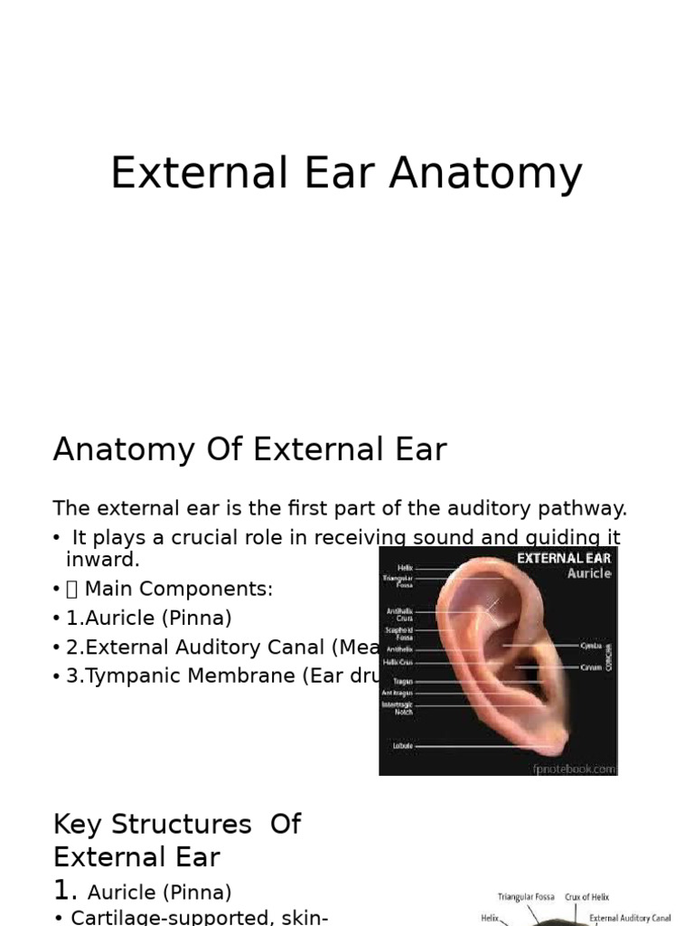 External Ear Anatomy ? Introduction | PDF
