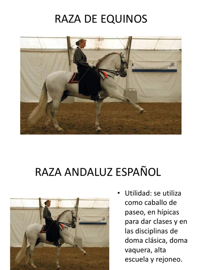 Razas y Tipos de Equinos | PDF | Burro | Caballos