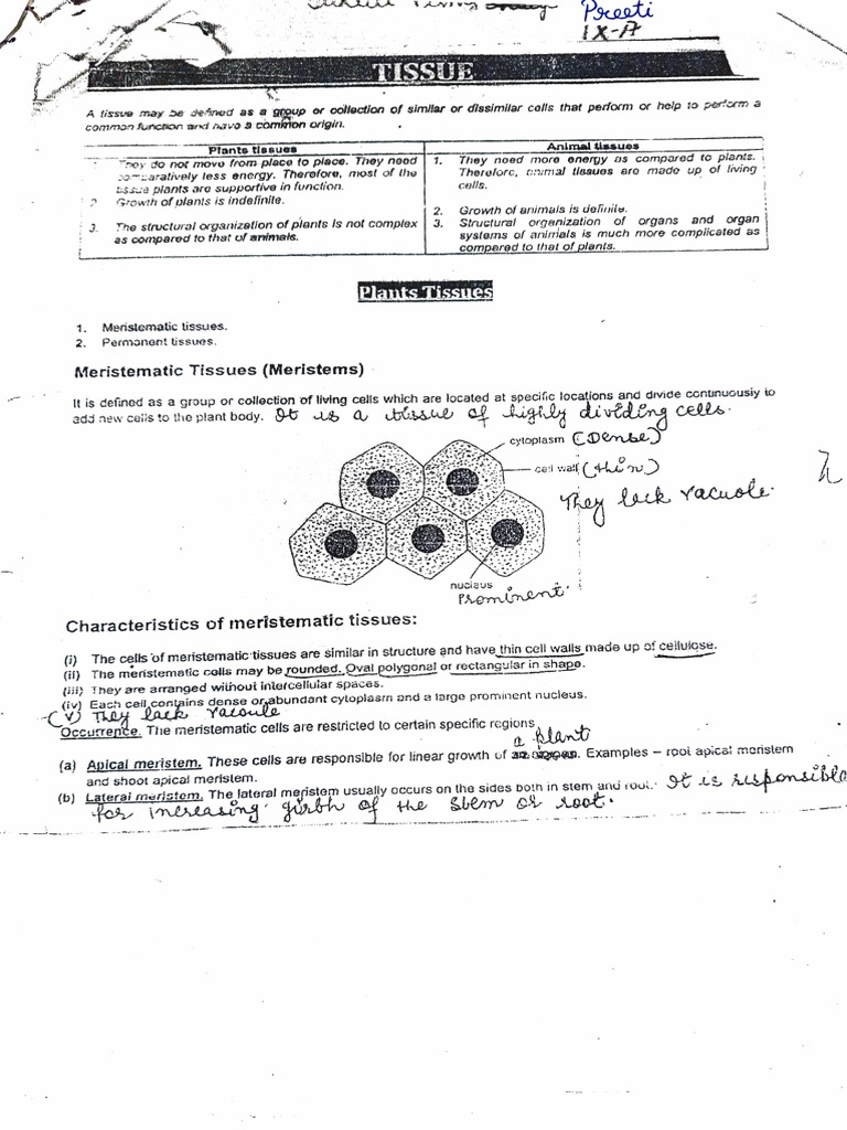 Notes of Tissue Class-9th | PDF | Epithelium | Muscle