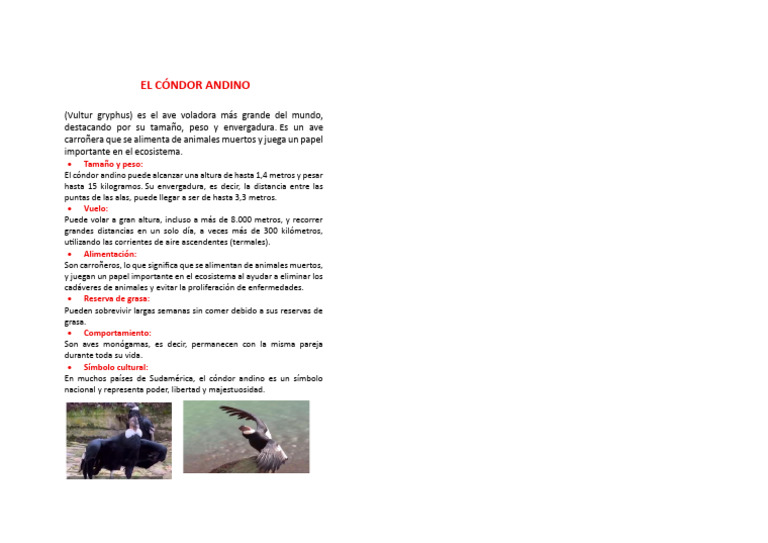 Tamaño y peso del cóndor andino | PDF