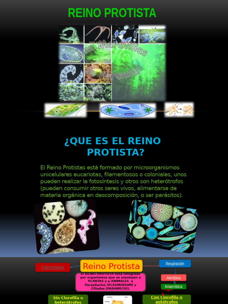 Reino Protista | PDF | Algas | Plantas