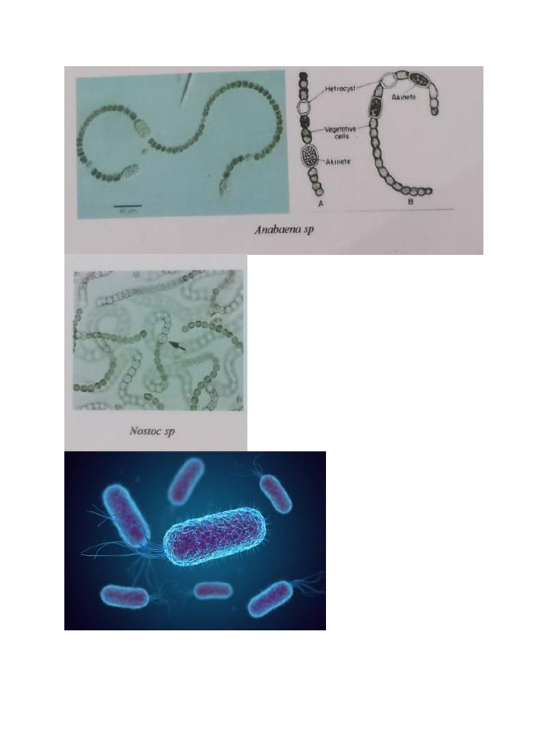 Plantae, Animalia, Fungi Kingdoms | PDF