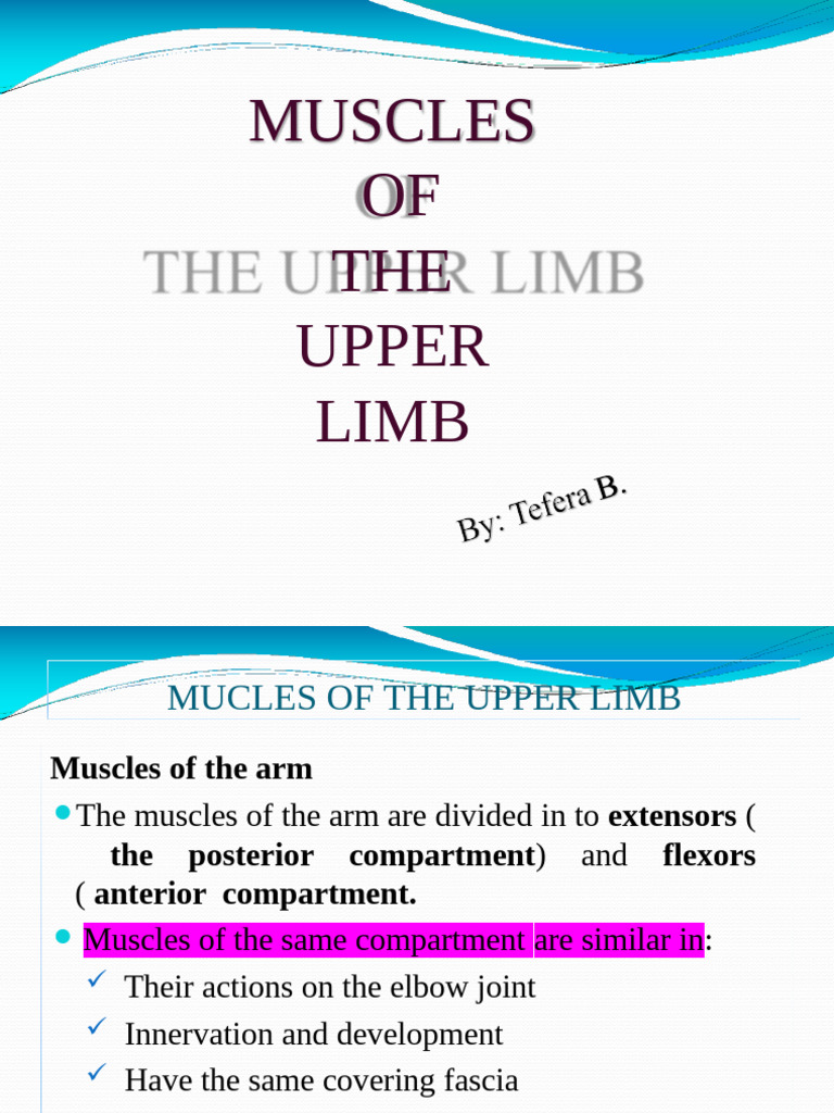 Muscles of Upper Limb | PDF | Thumb | Anatomical Terms Of Motion