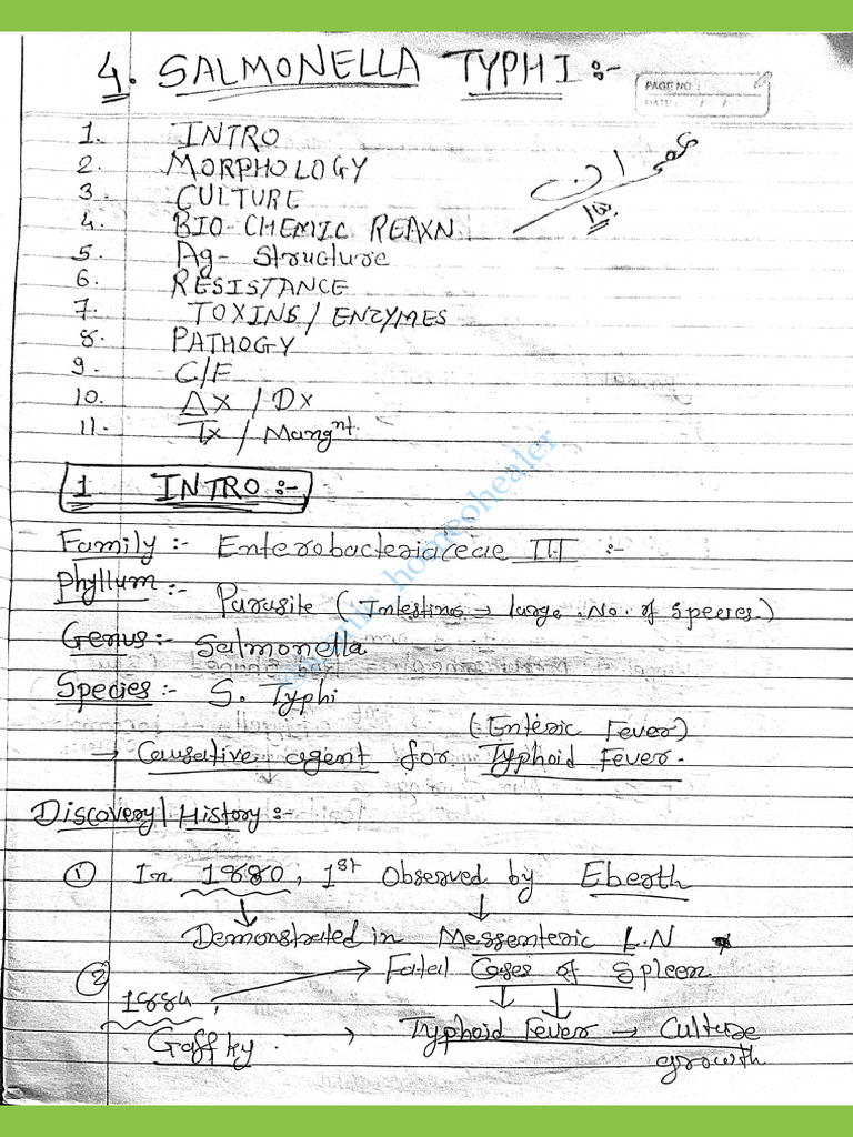 Salmonella Typhi (S. Typhi) Bacteriology 15 Marks | PDF | Salmonella