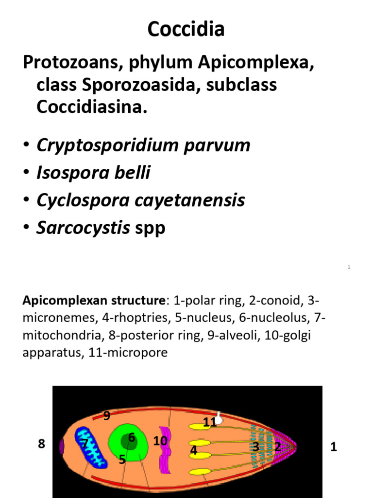 Coccidia - Jan2011 | PDF | Microbiology | Medical Specialties