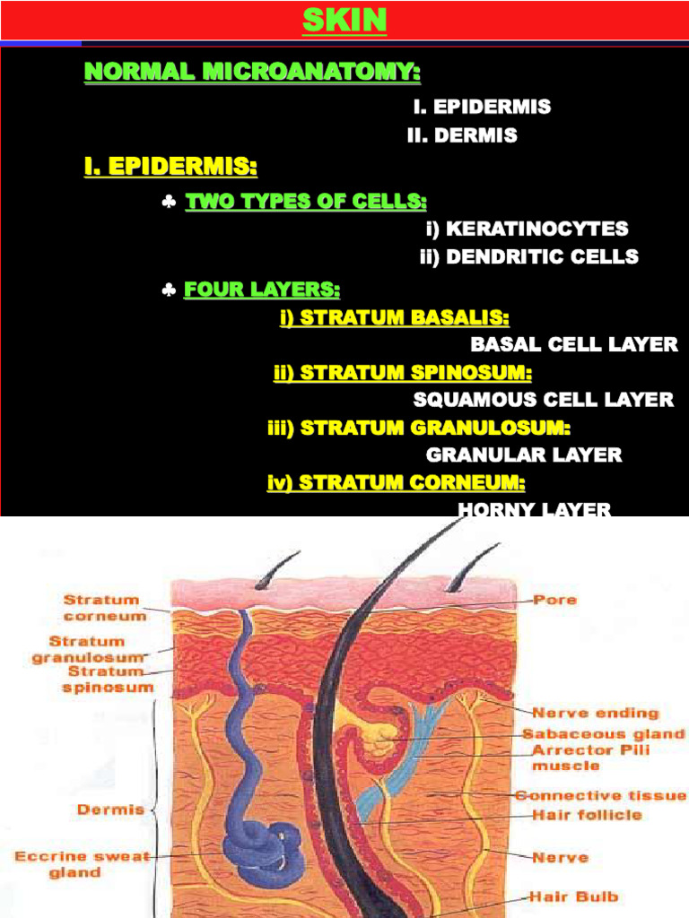 New SKIN (SYSTEMIC PATHOLOGY) | PDF | Epidermis | Skin
