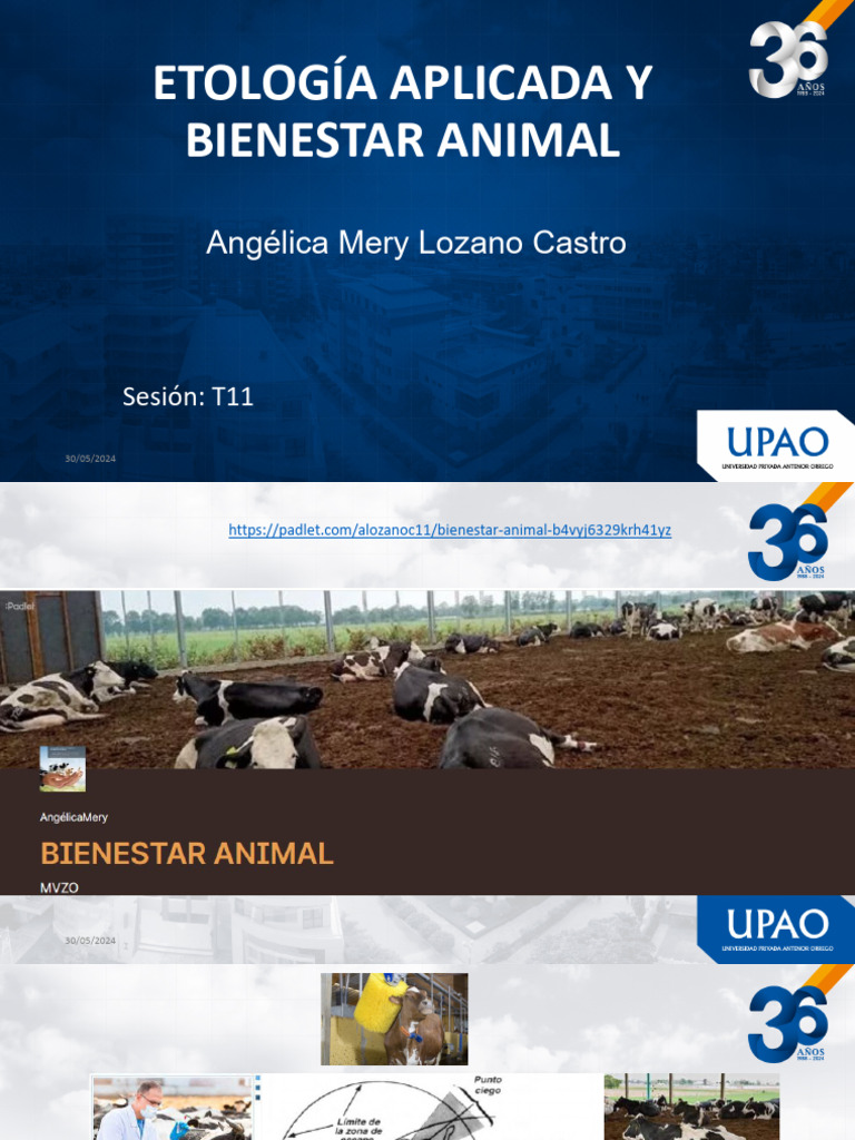 s11 PPT Bienestar+en+Animales+de+Producción Bovinos+202410 | PDF ...