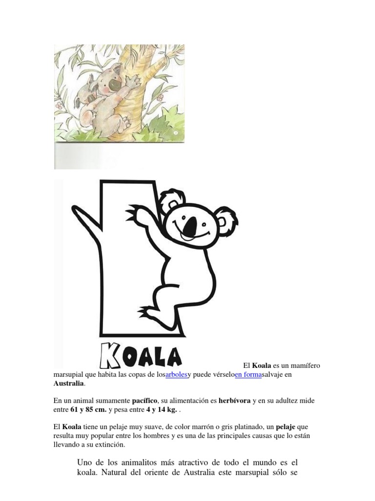 Información sobre el koala en Australia | PDF | Coala | Australia
