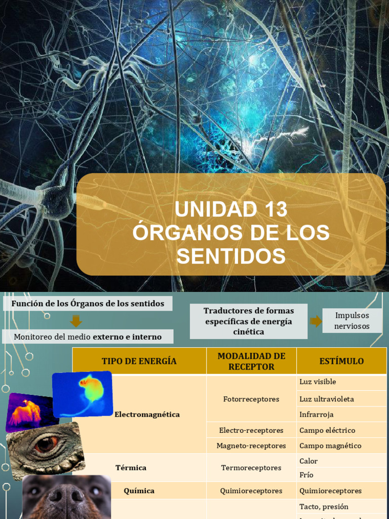 Unidad 13 - Organos de Los Sentidos | PDF | Sentidos | Escuchando