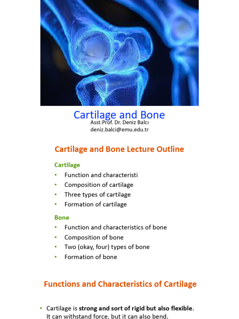 Cartilage and Bone Overview Guide | PDF | Bone | Osteoblast