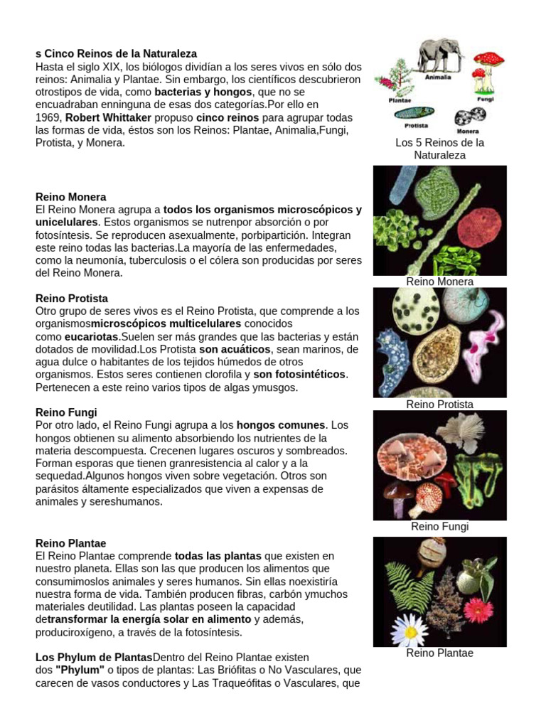 Cinco Reinos: Plantae y Animalia | PDF | Plantas | Hongo