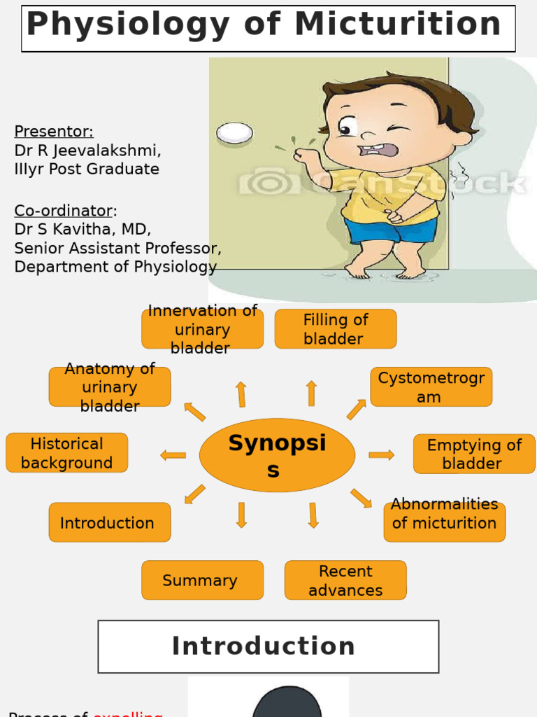 Micturition Physiology Overview | PDF | Urination | Urinary System
