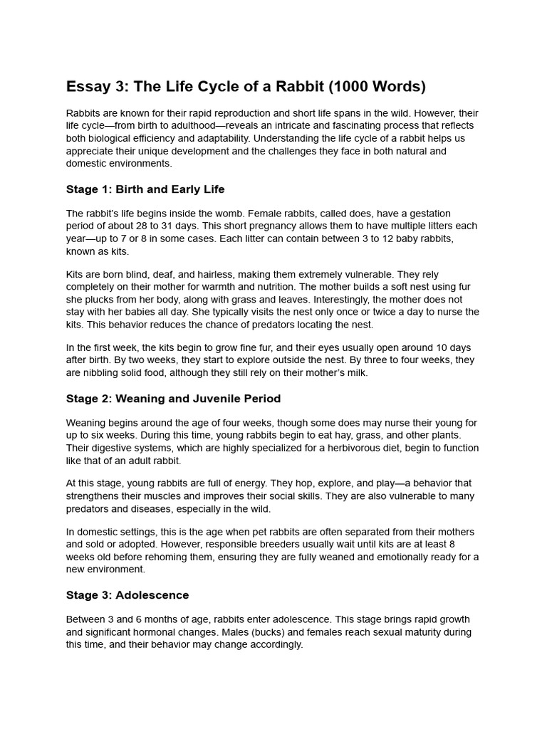 Essay 3 - The Life Cycle of A Rabbit (1000 Words) | PDF | Rabbit | Biology