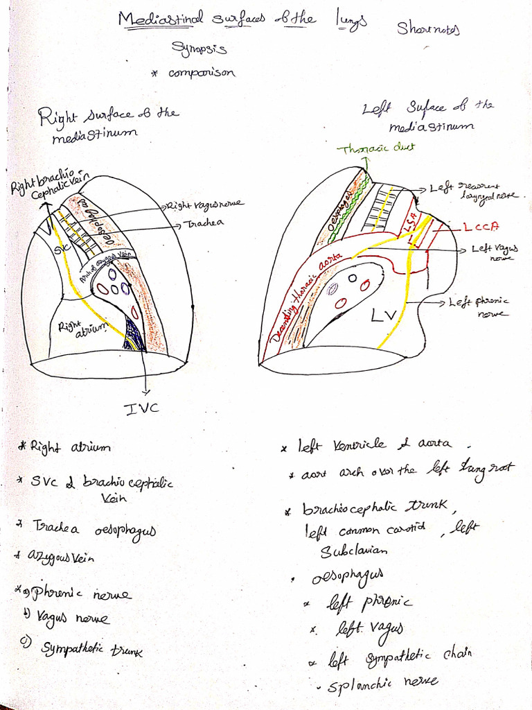 Mediastinal Surface of Lungs | PDF