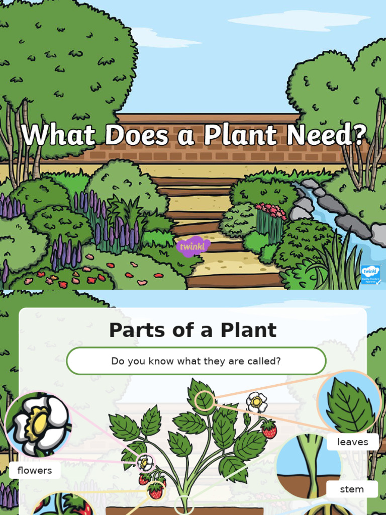 What Does A Healthy Plant Need | PDF | Plants | Water