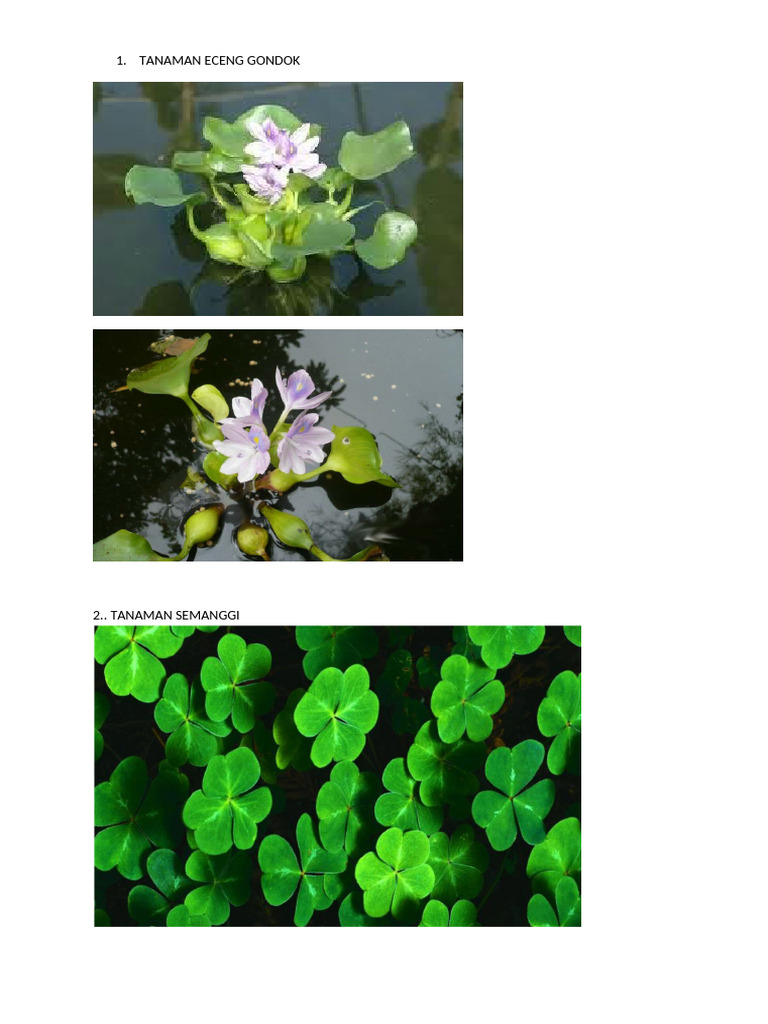Tanaman Eceng Gondok | PDF