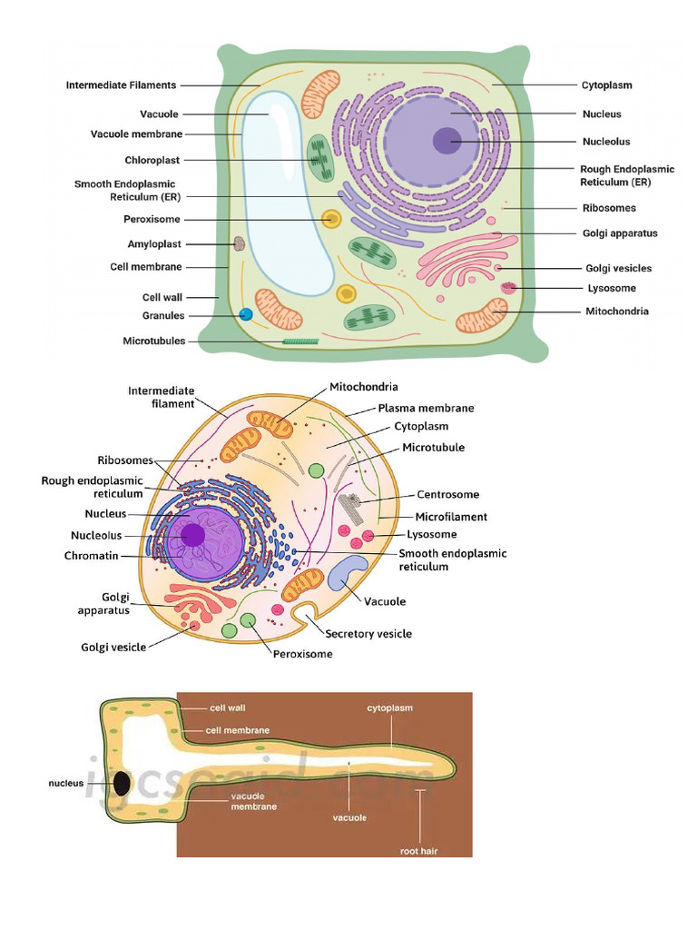 Biology Diagrams 2 | PDF
