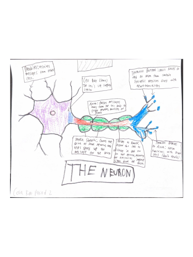 The Real AP Psych Model Project | PDF