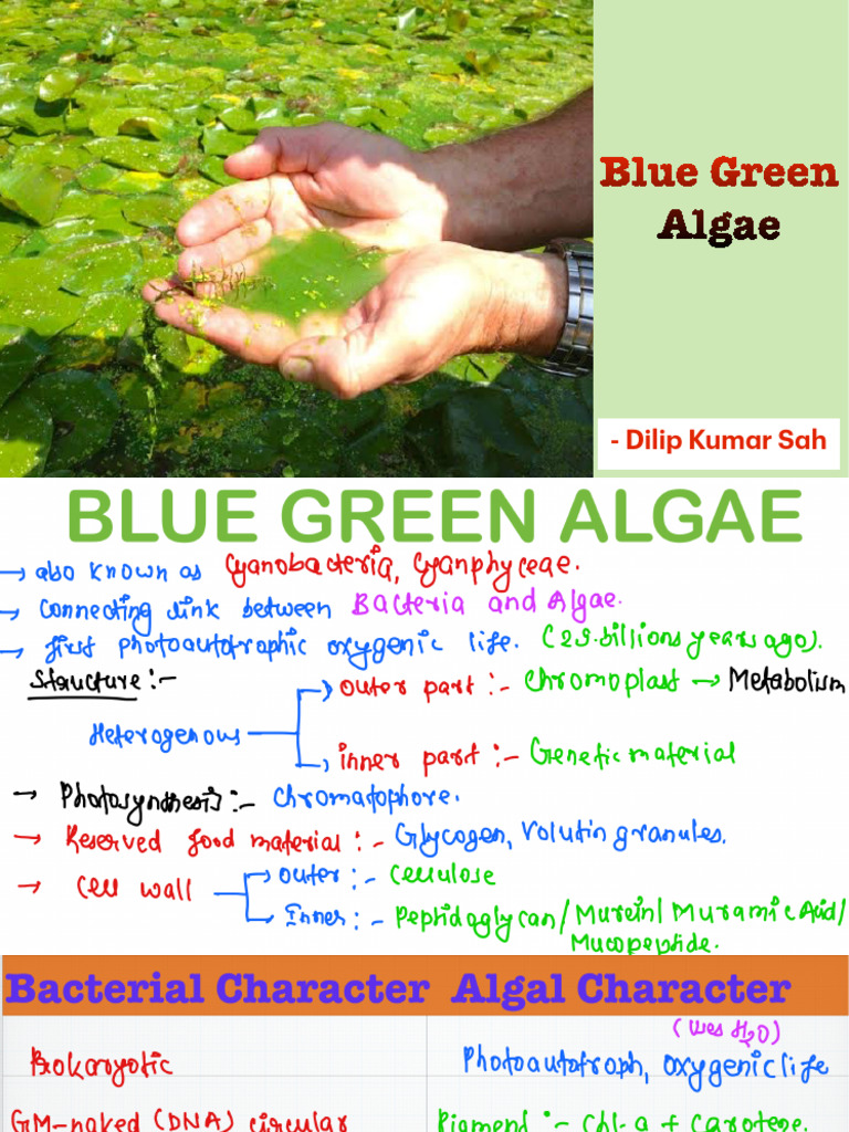 Blue Green Algae Hand Notes | PDF