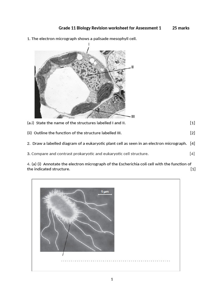 Grade 11 Biology Revision Worksheet | PDF
