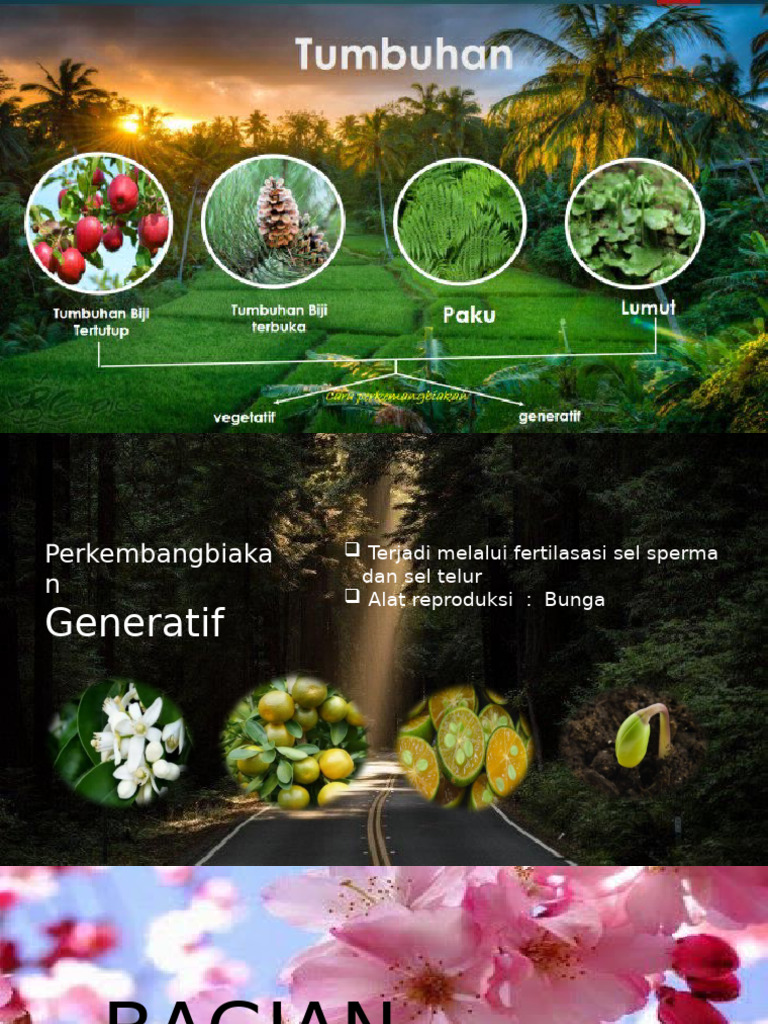 Sistem Reproduksi Pada Tumbuhan Part 2 | PDF