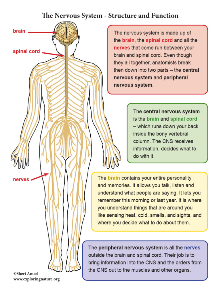 Nervous System Structure Function Diagrams | PDF | Central Nervous ...