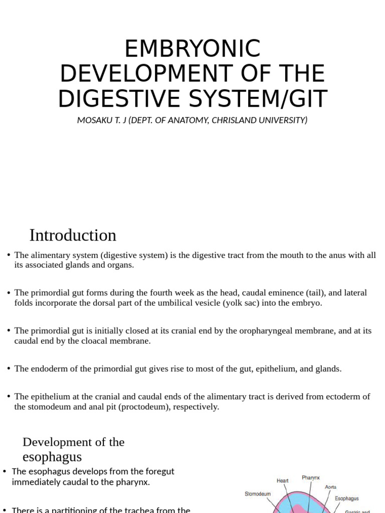 Embryonic Development of The Digestive System | PDF | Esophagus ...