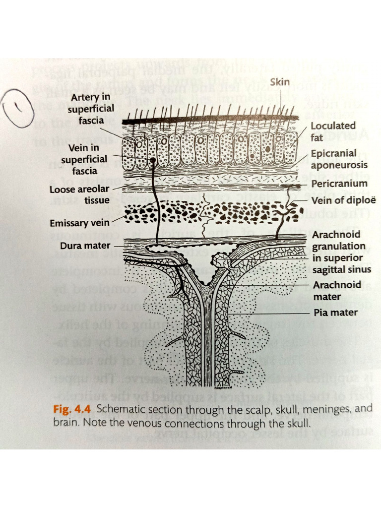 Head and Neck Diagrams | PDF