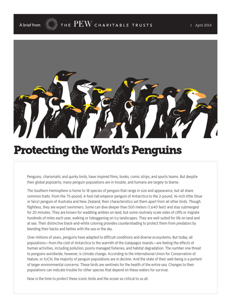Penguin Overview Final Fact Sheet | PDF | Penguin | Antarctica