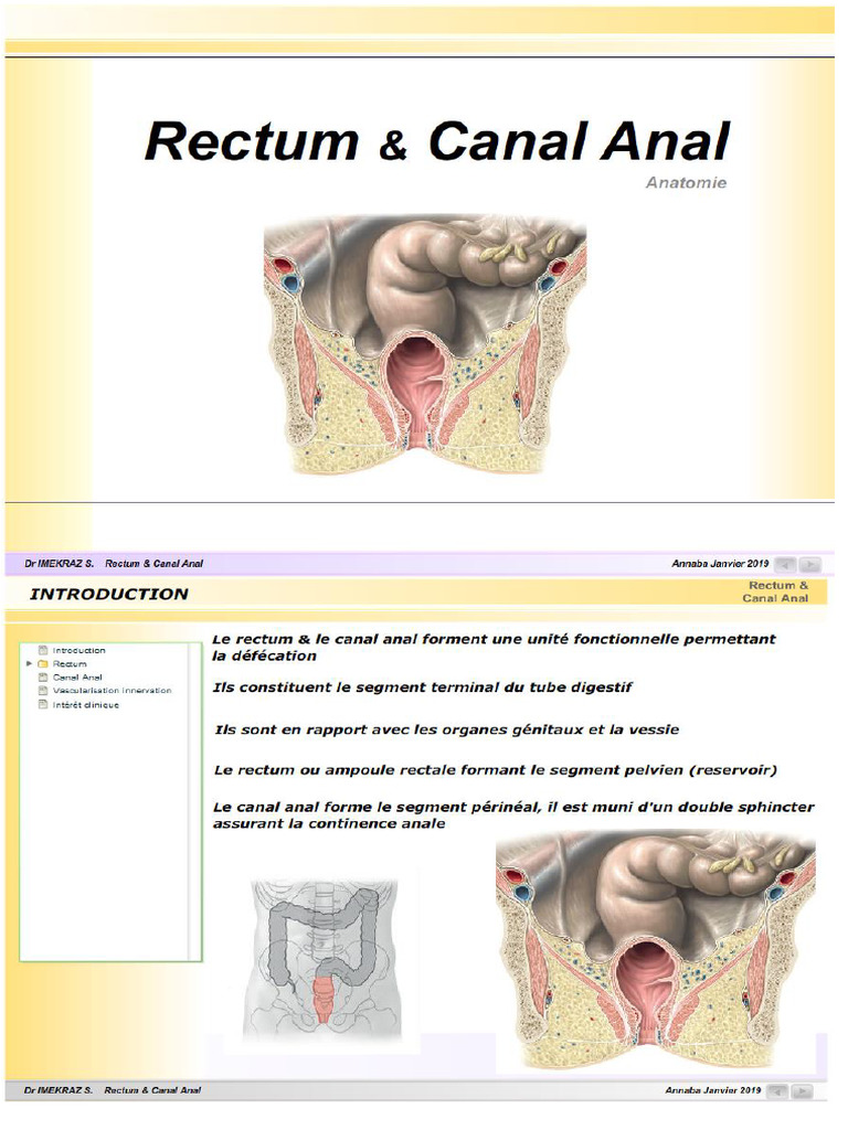 Rectum | PDF