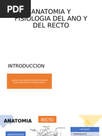 Colon Sigmoides | PDF | Intestino grueso | Recto