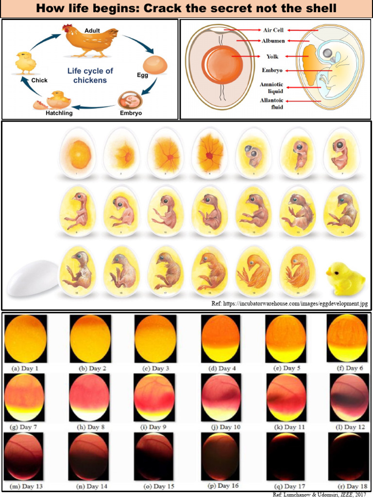 2. Table 2_Chick Embryo Development | PDF