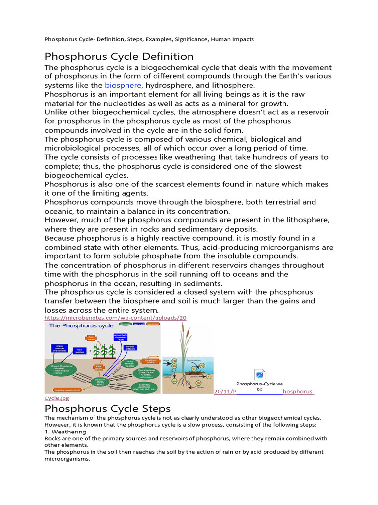 Assiagment Biogeochemical Cycle | PDF | Carbon Cycle | Nitrate
