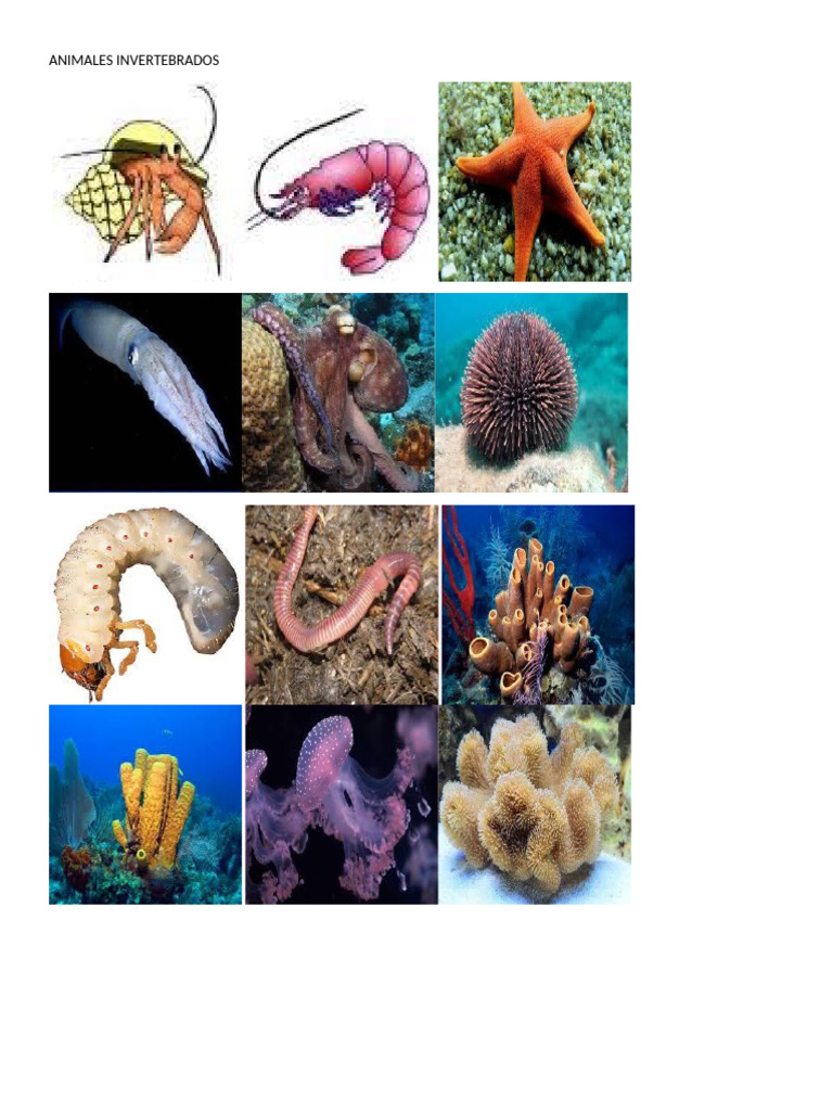 Animales Vertebrados | PDF