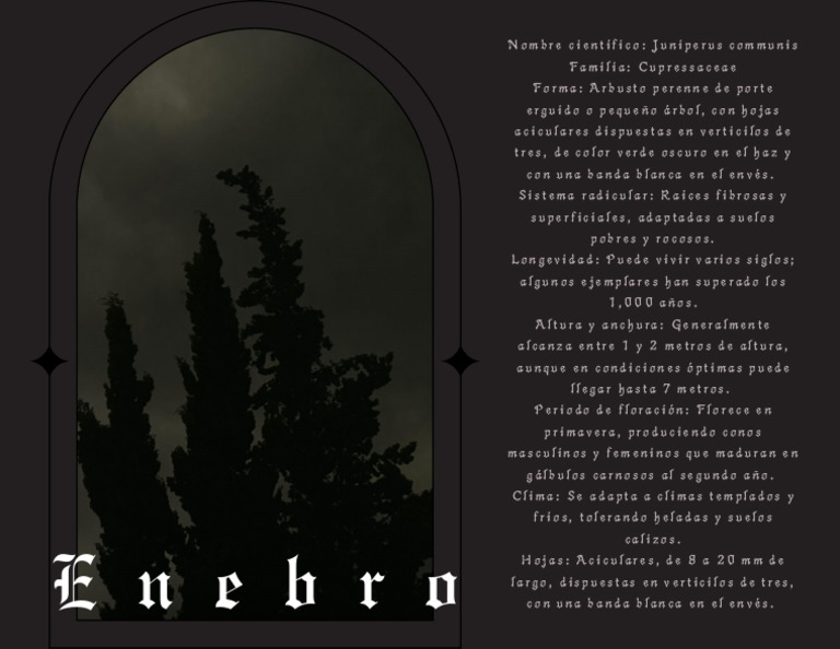 Ficha Técnica Sobre Características Del Arbusto Enebro | PDF