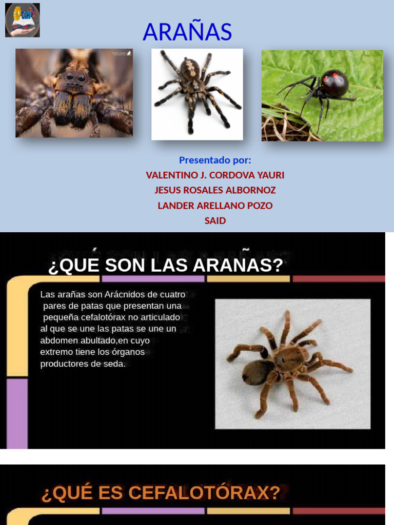 Arañas PPT | PDF | Araña | Zoología