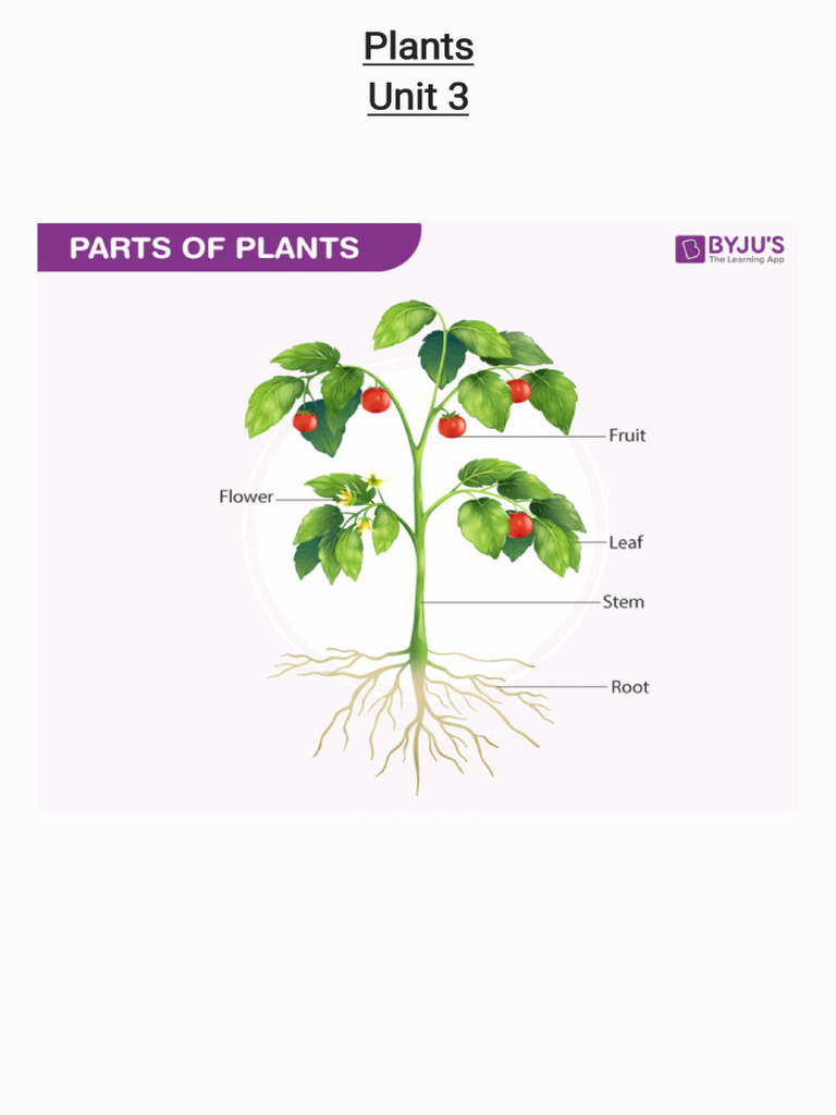 Plants Grade 3 Science Lesson | PDF