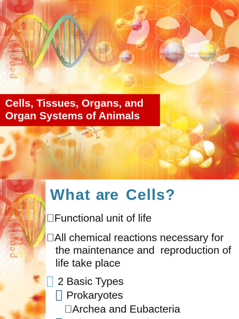Chapter 2-Cells, Tissues, Organs, and Organ | PDF | Epithelium | Endoplasmic Reticulum