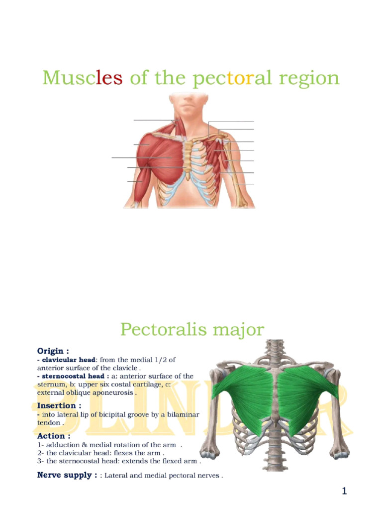 Tiger (Muscles of The Pectoral Region) | PDF