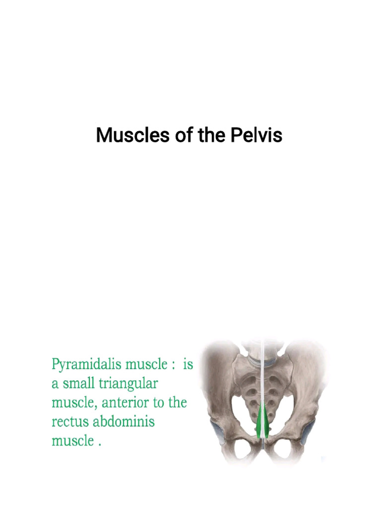 Tiger (Muscles of The Pelvis) | PDF