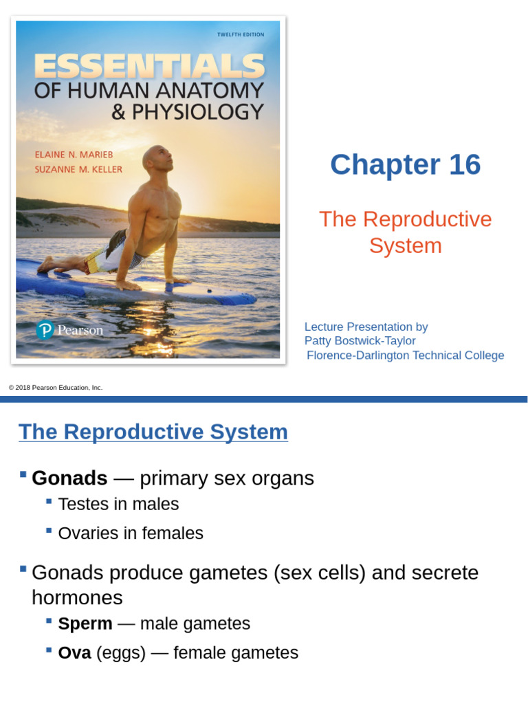 REEVES Ch. 16 - Reproductive System Presentation 2023SP | PDF ...