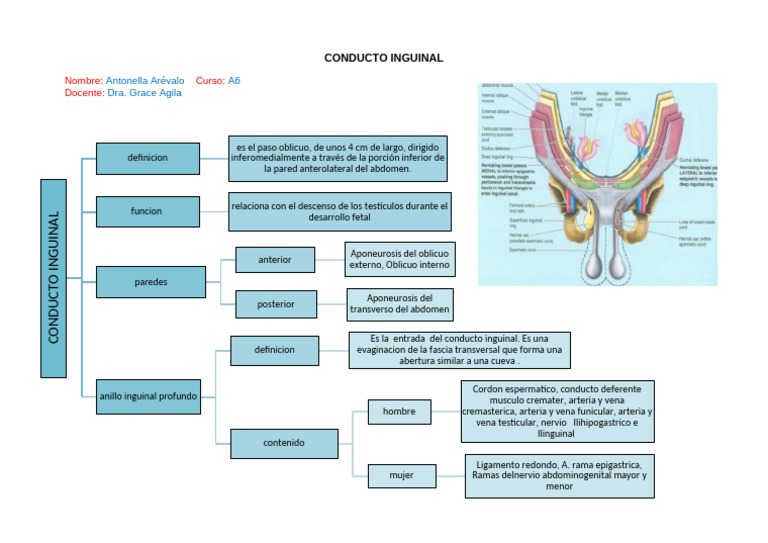 Anatomía y Función del Conducto Inguinal | PDF | Abdomen | Anatomía