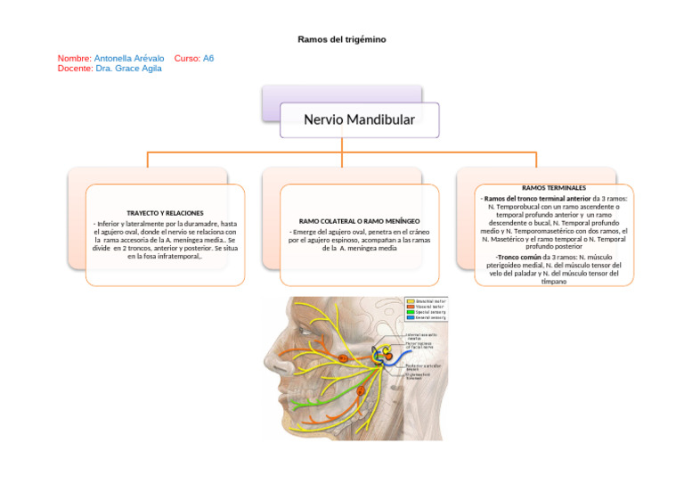 Anatomía del Nervio Mandibular | PDF