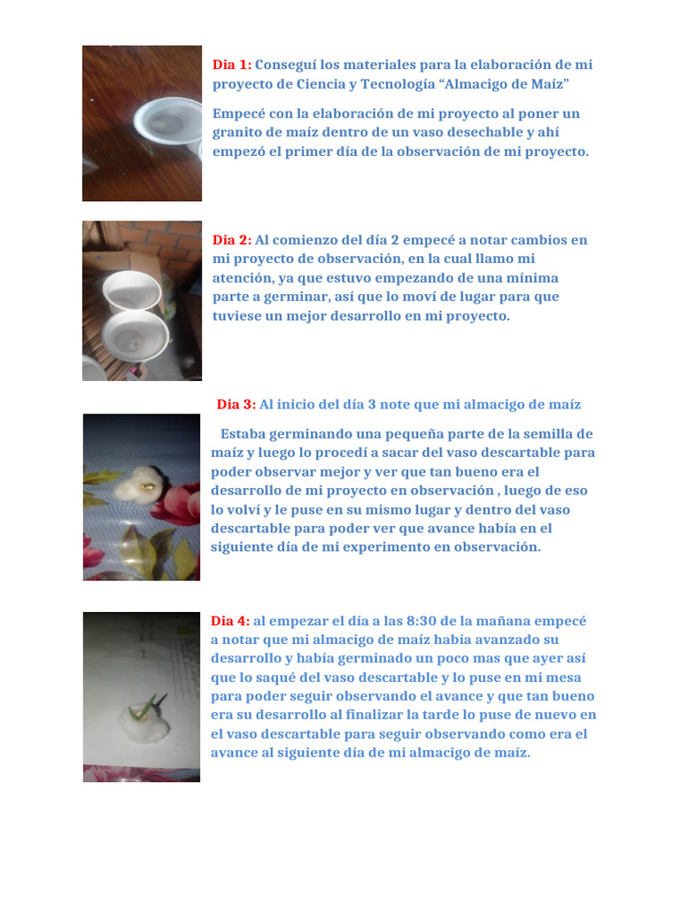 Proyecto Sobre El Almacigo de Maiz | PDF | Botánica | Agricultura